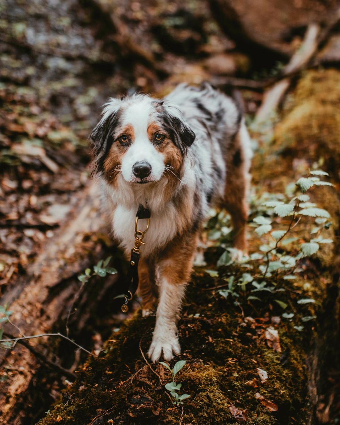 Berger australien bleu merle : Tout ce que vous devez savoir ...