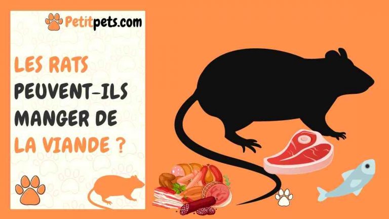 Les rats peuvent-ils manger de la viande ? [Jambon, bacon, pepperoni ...