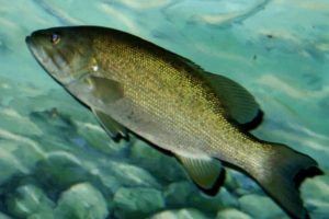 13 Poissons qui migrent (liste avec photos) - Petitpets.com