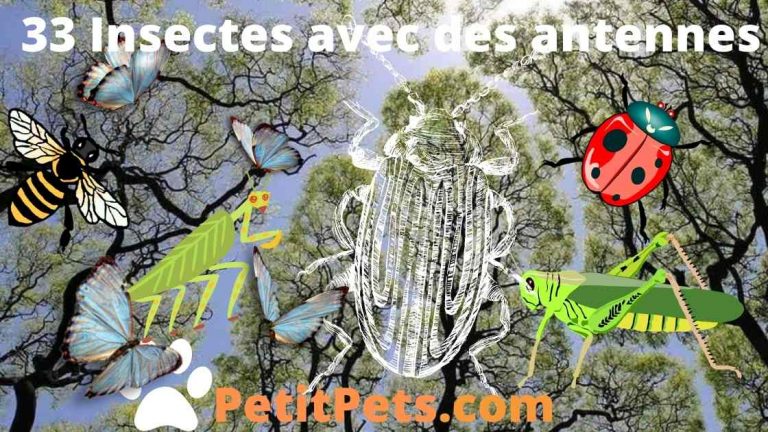 33 Insectes avec des antennes (liste de A à Z avec photos) - Petitpets.com