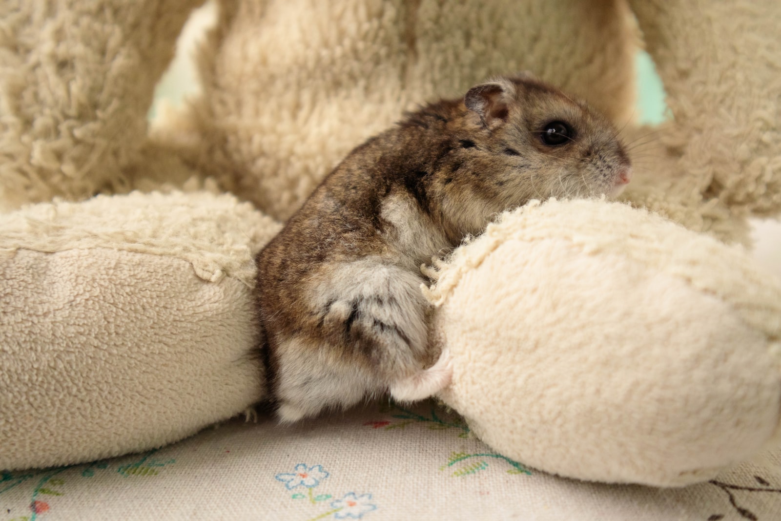 Dois-je séparer mes Hamsters Robo ? (Explications pour les débutants ...