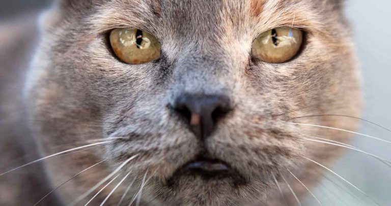 Les crottes de nez chez les chats (expliqué !) - Petitpets.com